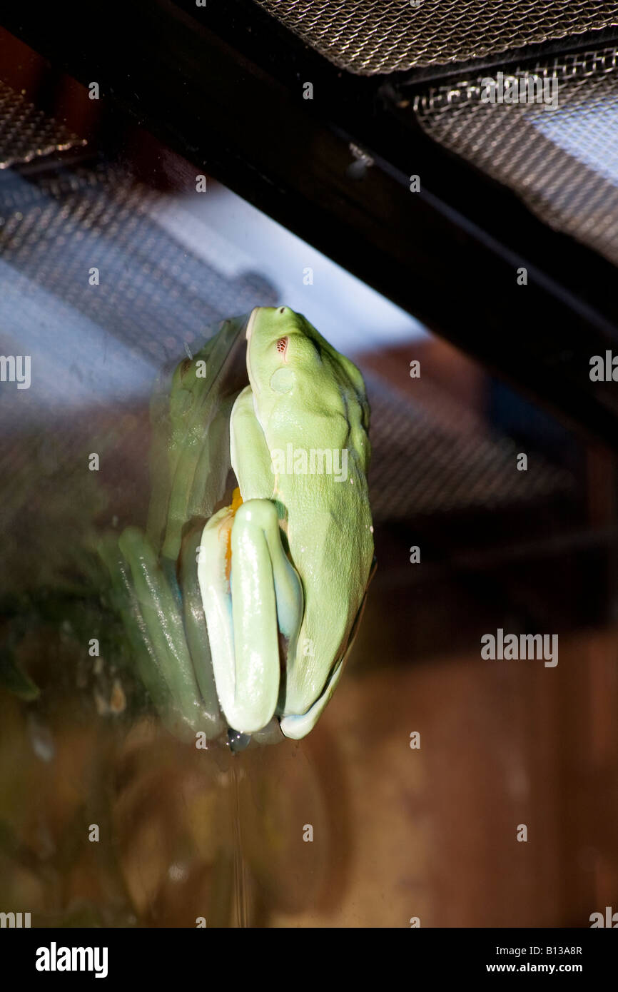Red Eyed tree frog in Vivarium Stock Photo - Alamy