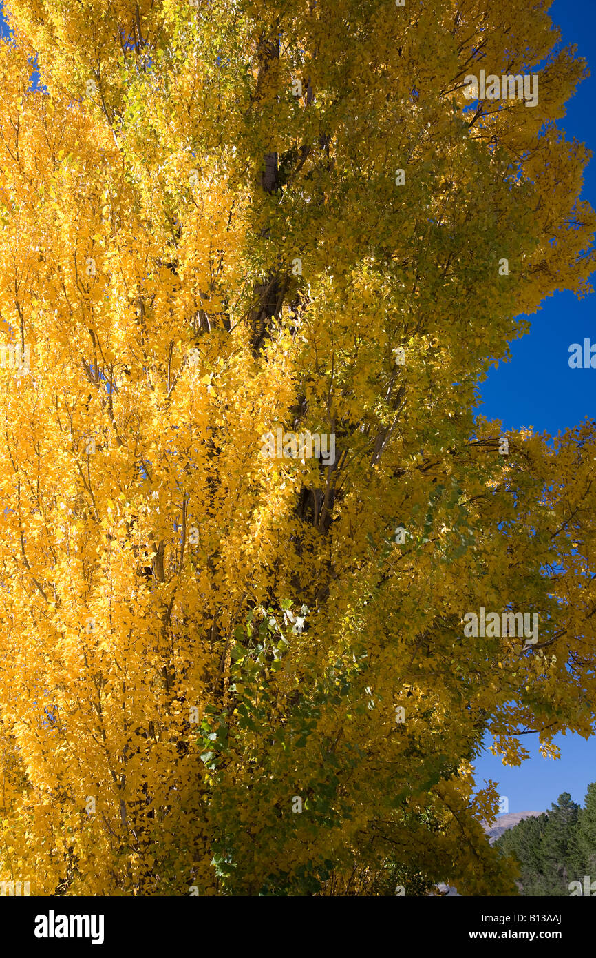 autumn leaves on a new zealand tree Stock Photo - Alamy