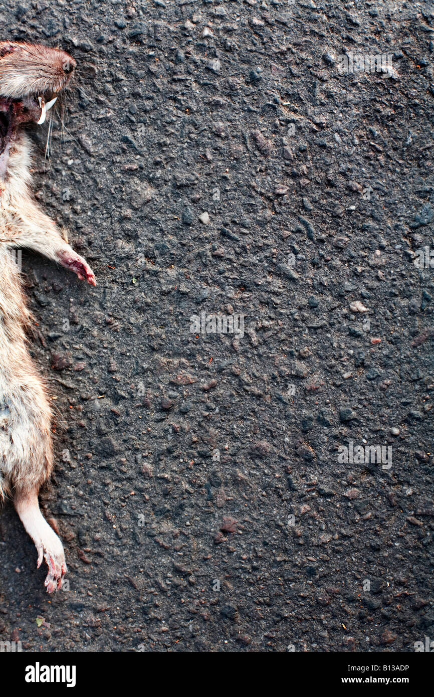 A dead rat lying on the ground Stock Photo - Alamy