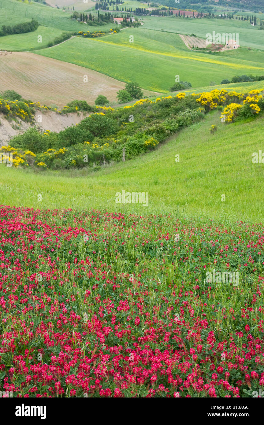 tuscany Italy Pienza green yellow green purple landscape Siena Stock ...