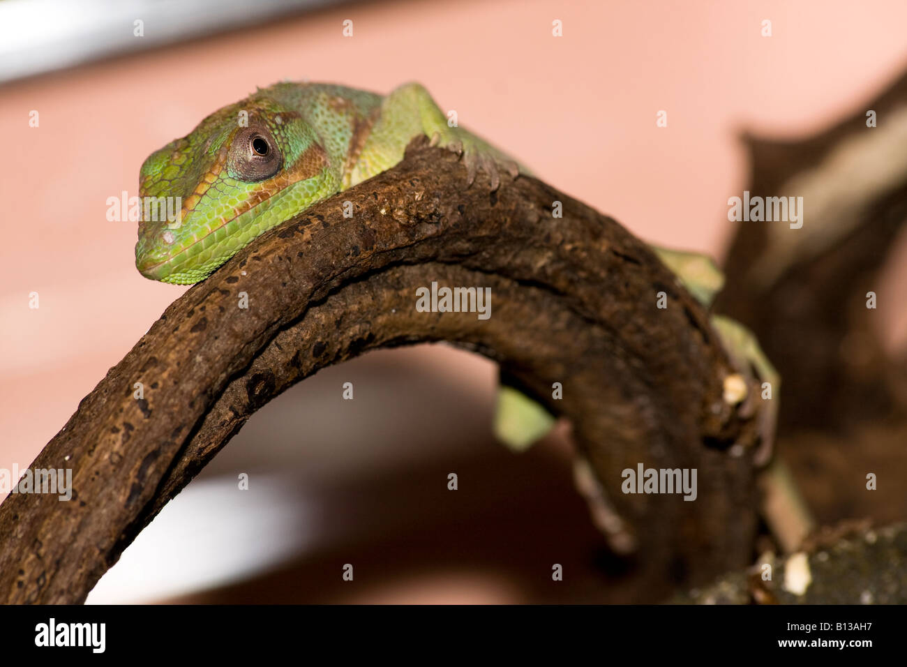 Cuban Knight Anole Stock Photos & Cuban Knight Anole Stock Images - Alamy