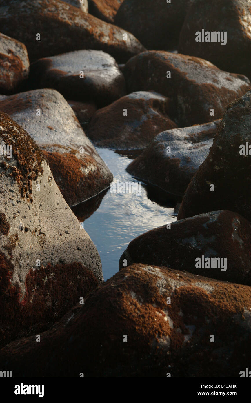 Rockpool life hi-res stock photography and images - Alamy