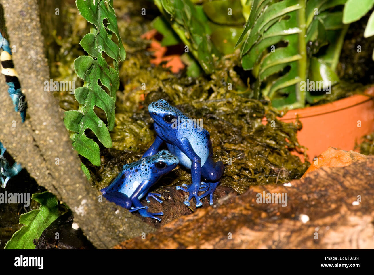 Poison dart frog Stock Photo - Alamy