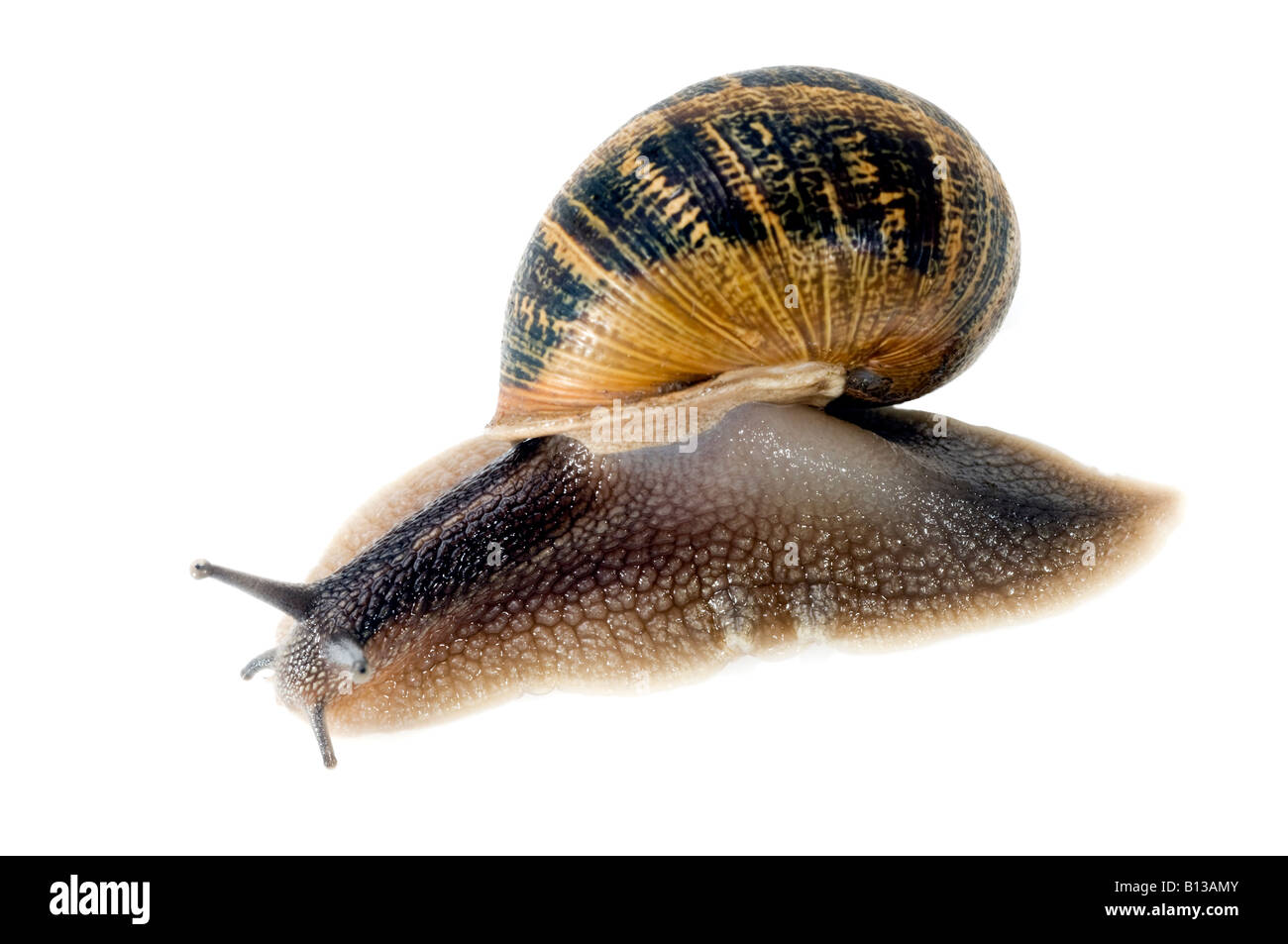 Common garden snail Stock Photo - Alamy