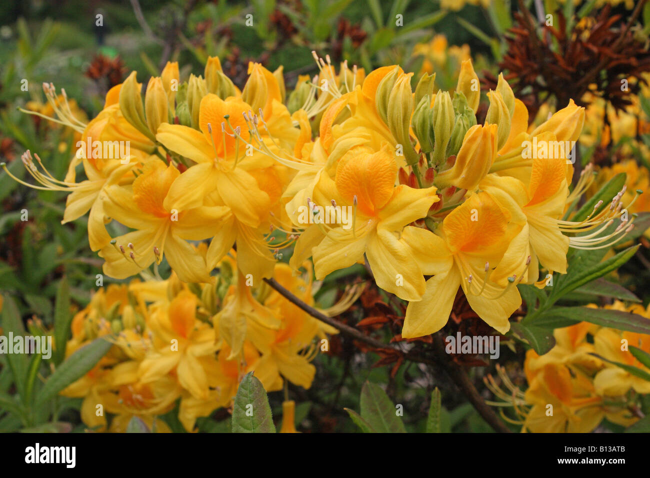 Azalea Rhododendron luteum flowers blooming Stock Photo - Alamy