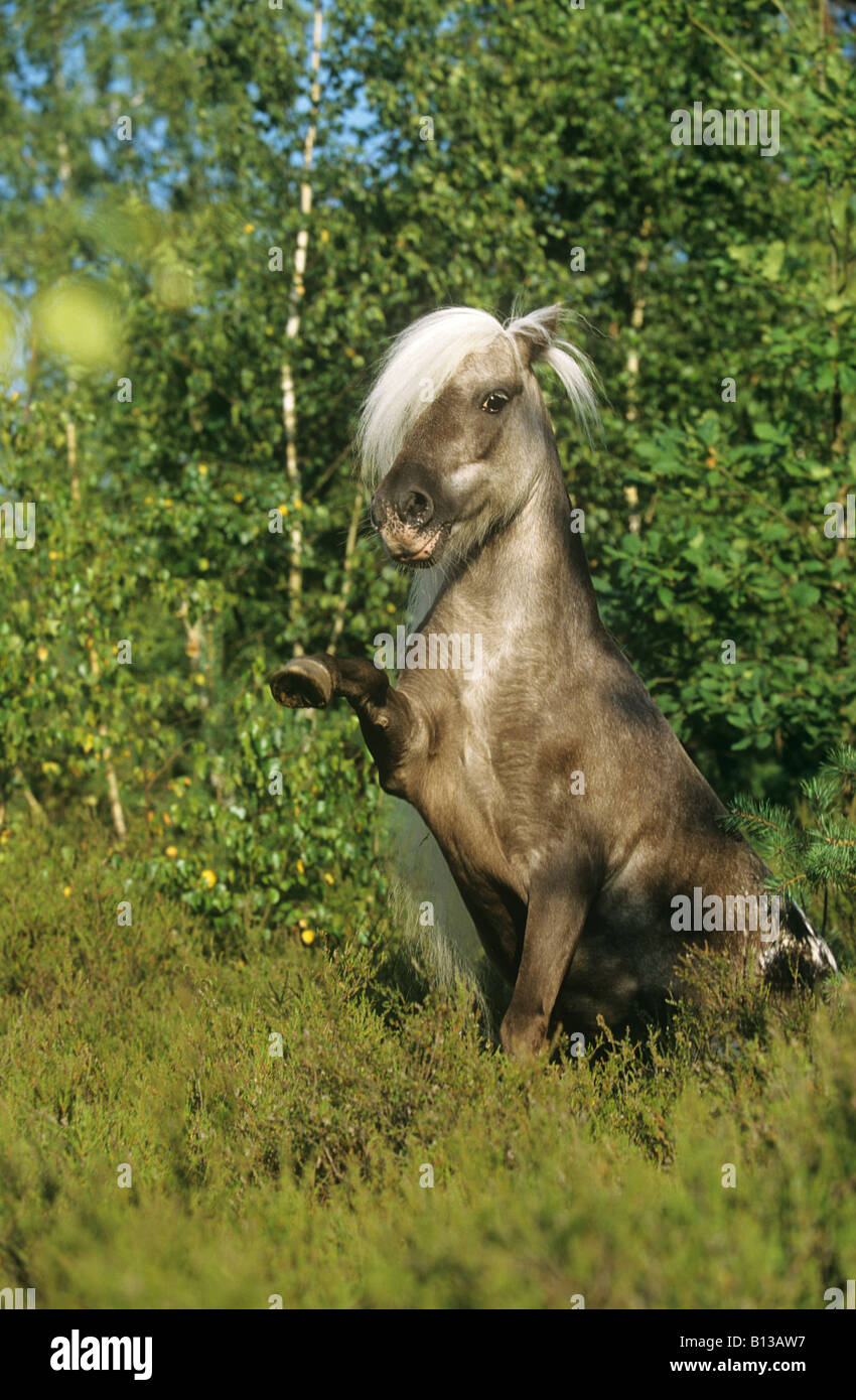 classic pony - on meadow Stock Photo - Alamy