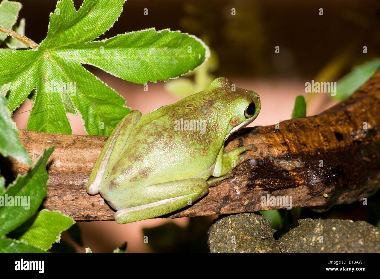European tree frog - (Hyla arborea) Used to be used as barometers as ...
