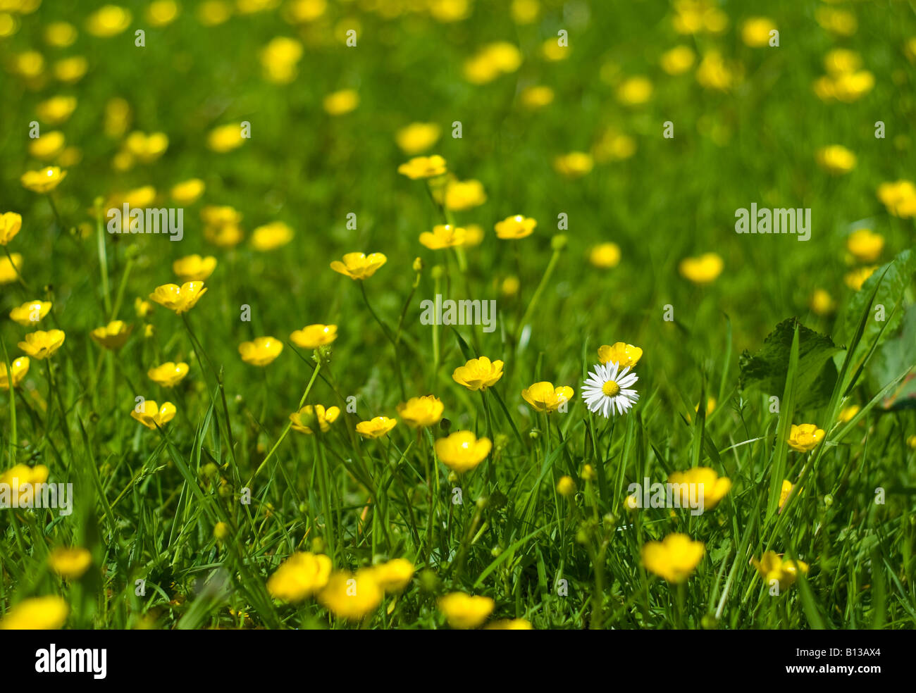 Single daisy in a field of buttercups Stock Photo - Alamy