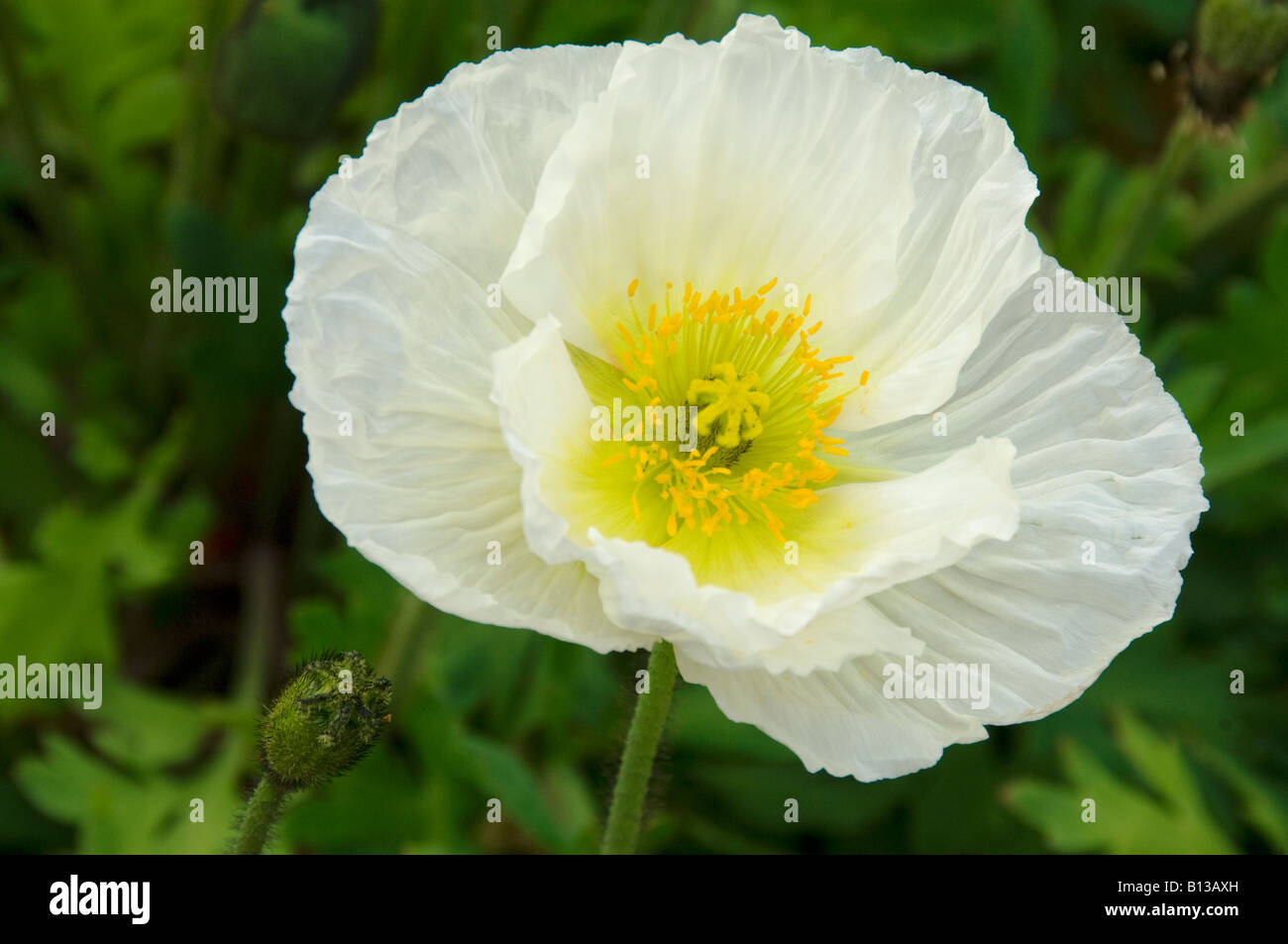White poppy with yellow center at the Paris botanical gardens Stock ...