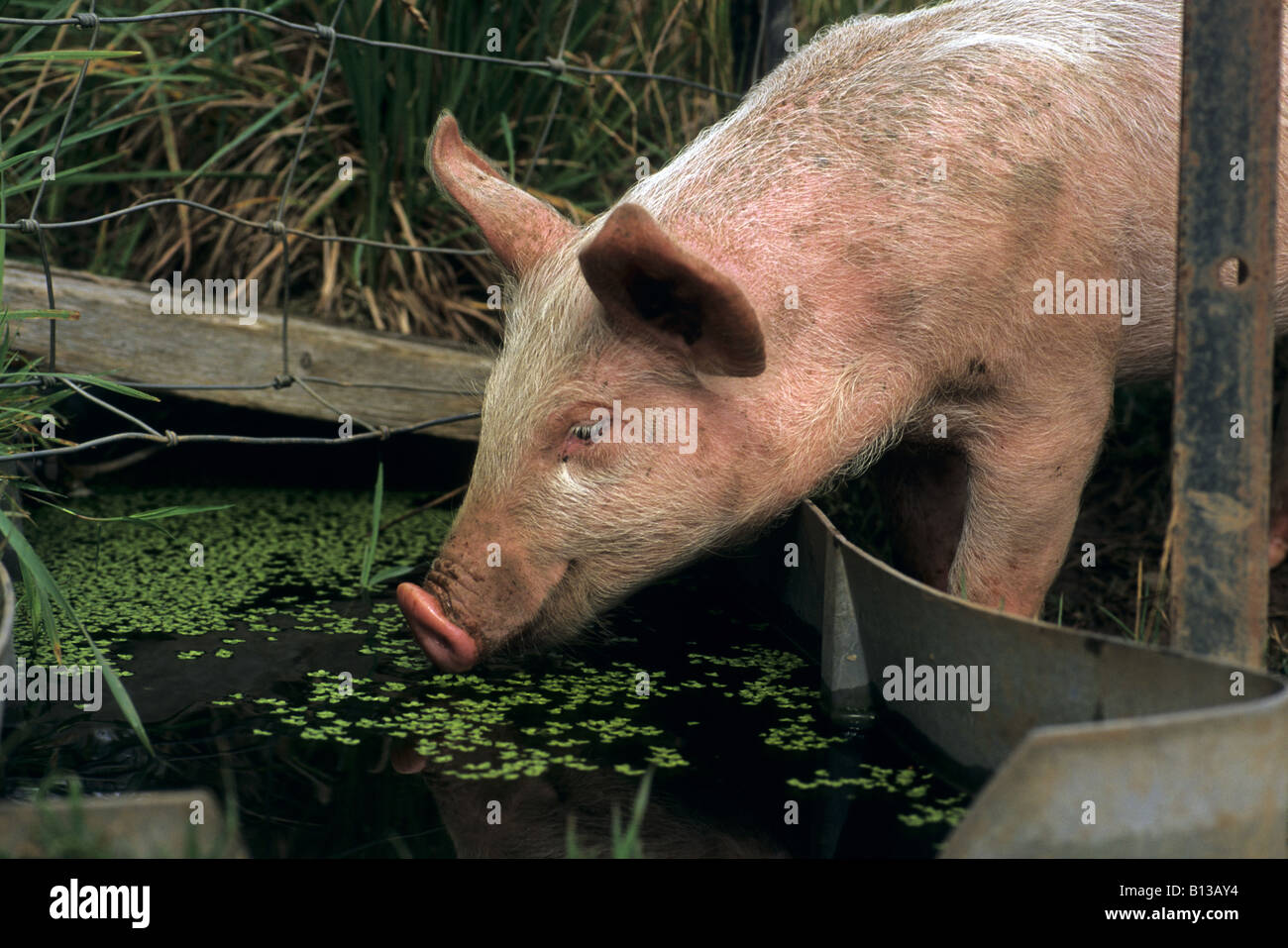 Piglet drinking water hi-res stock photography and images - Alamy
