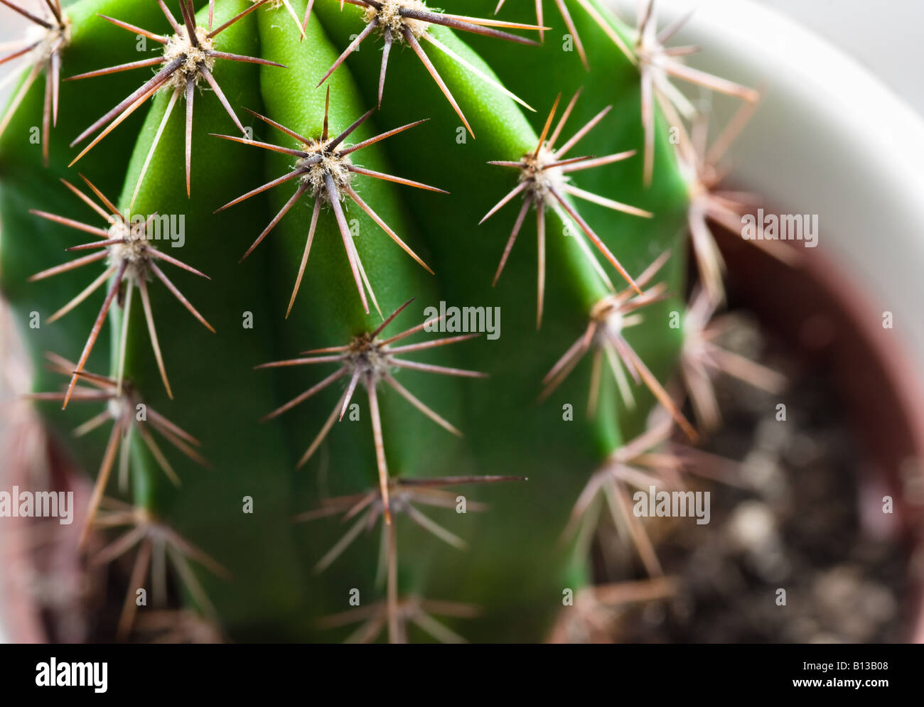 Potted cactus hi-res stock photography and images - Alamy