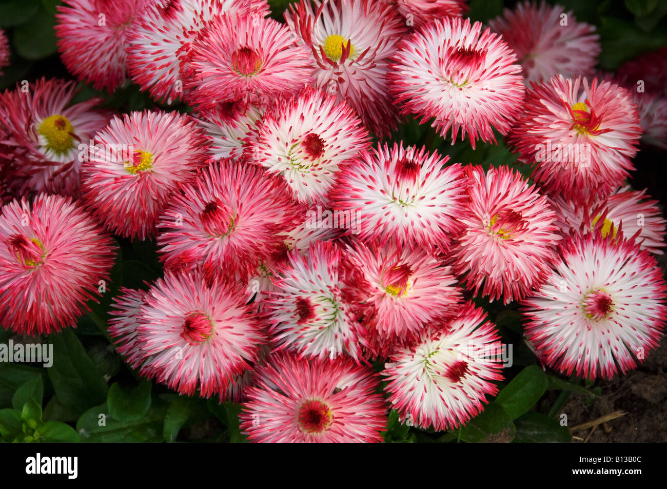 Red and white flowers in the Paris Botanical Gardens Stock Photo - Alamy