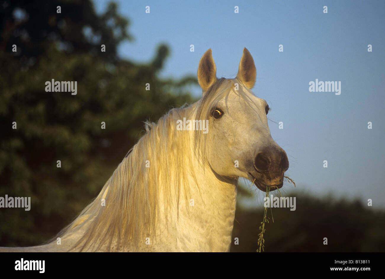 lusitano horse - portrait Stock Photo - Alamy