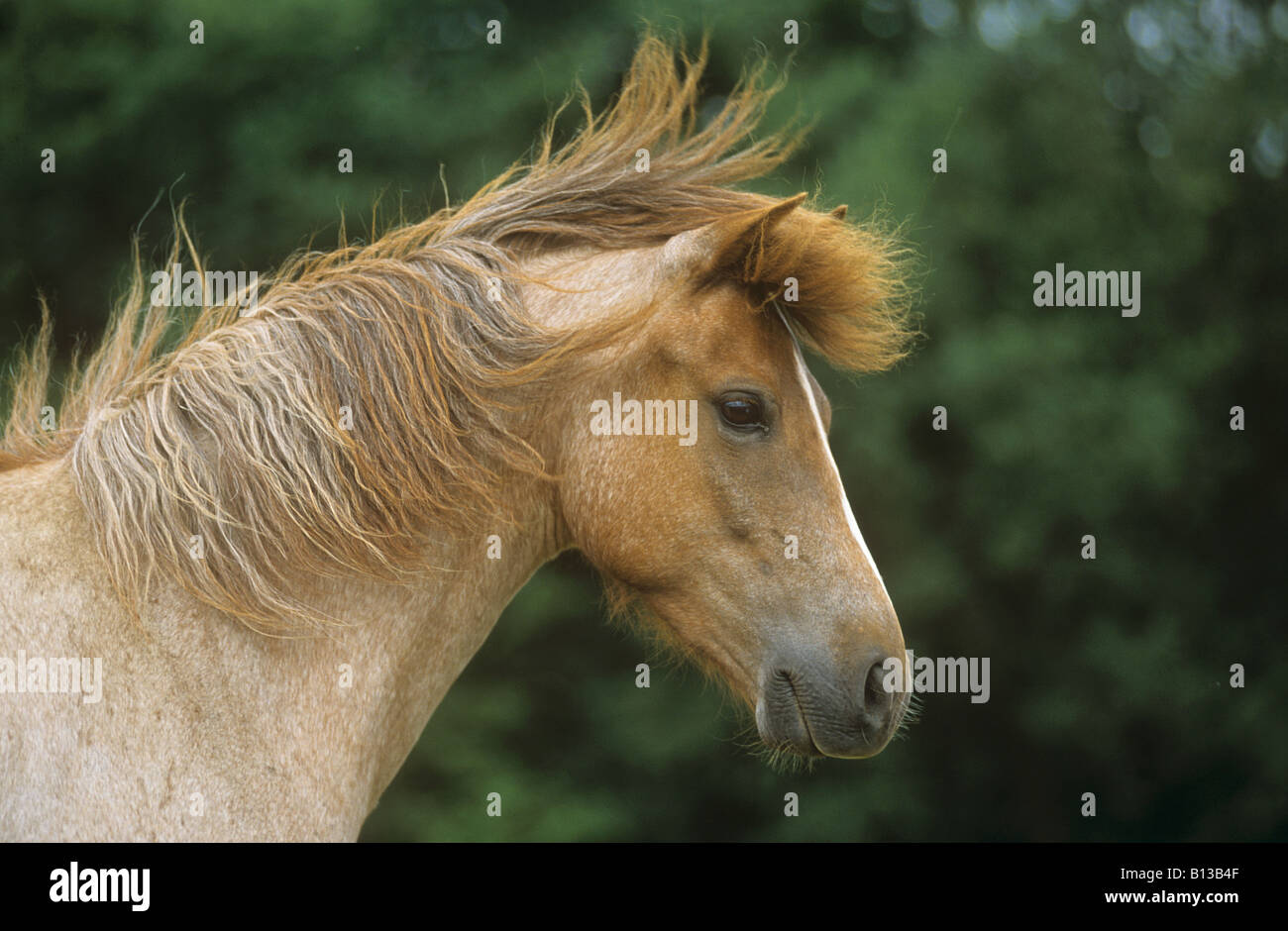 welsh pony - portrait Stock Photo - Alamy
