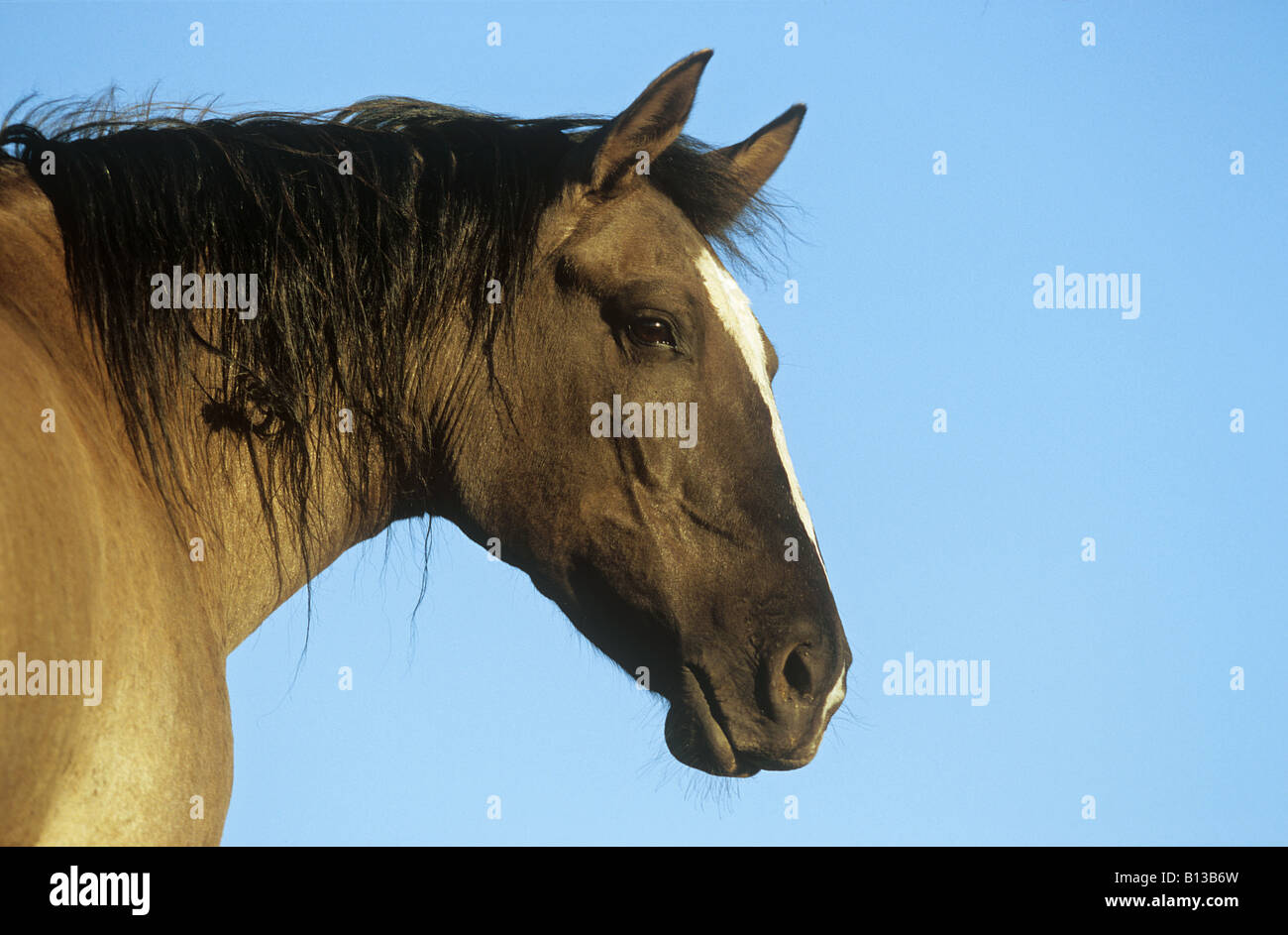Criollos horse hi-res stock photography and images - Alamy