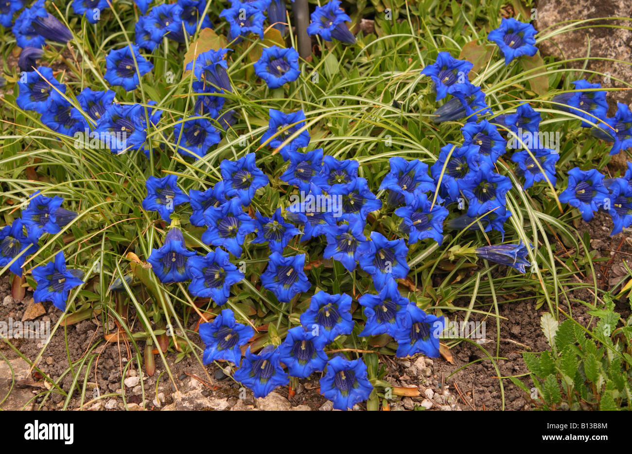 Blue gentian spring flowers Gentiana acaulis Stock Photo - Alamy
