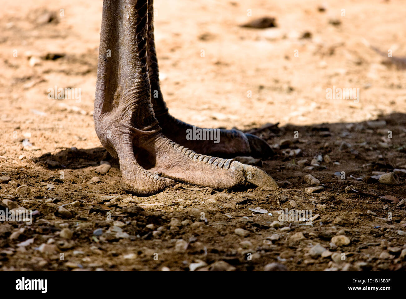 Ostrich racing hi-res stock photography and images - Alamy