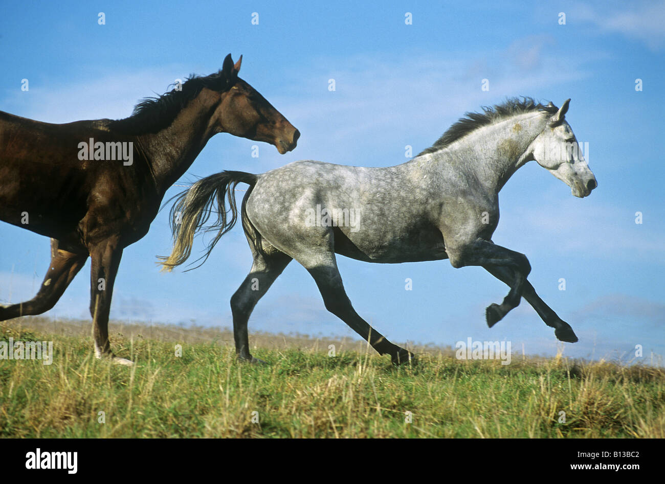 Holstein horse. Two horses galloping on a meadow Stock Photo - Alamy