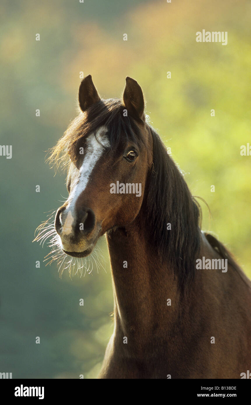 german riding pony - portrait Stock Photo - Alamy
