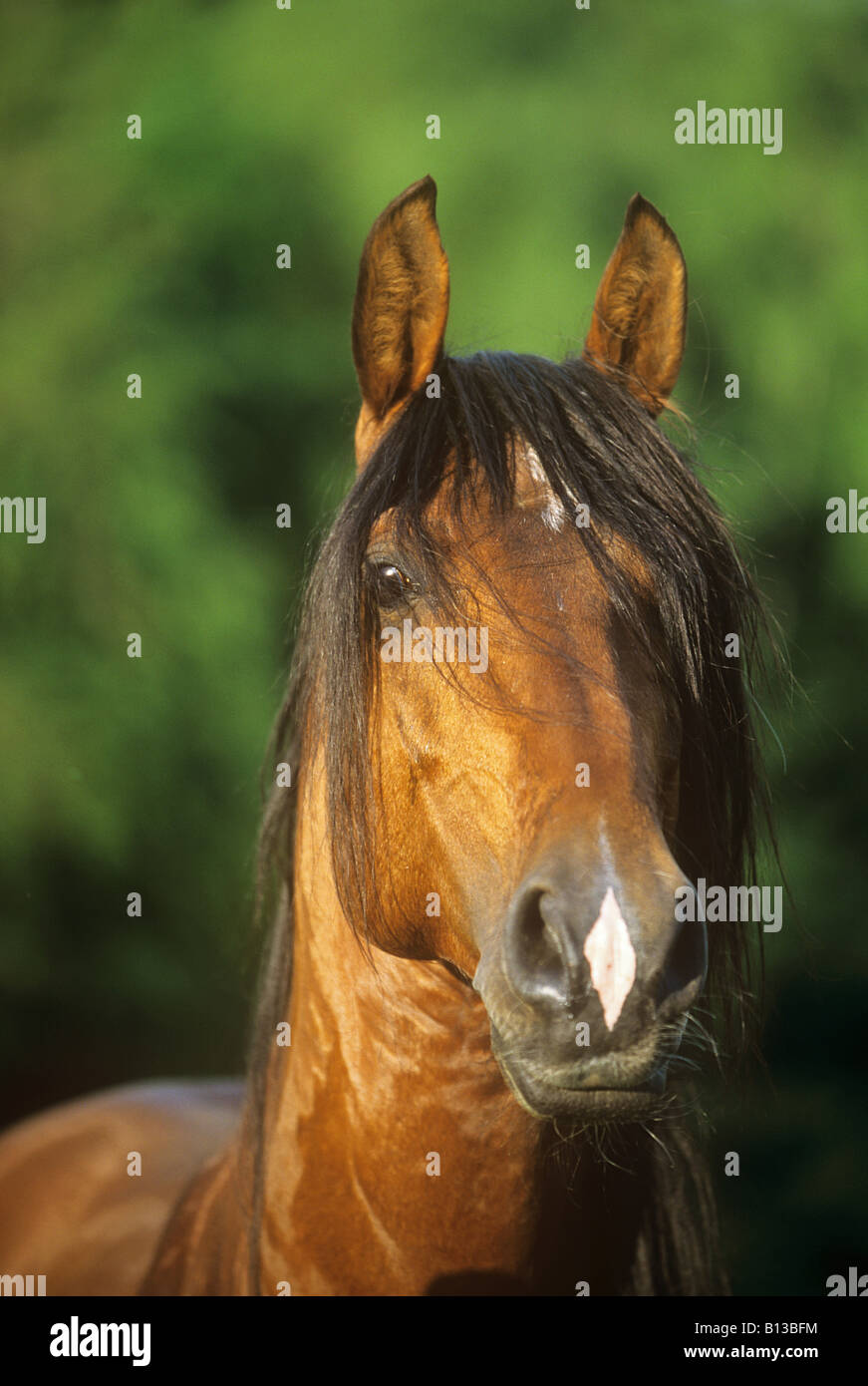 lusitano horse - portrait Stock Photo - Alamy