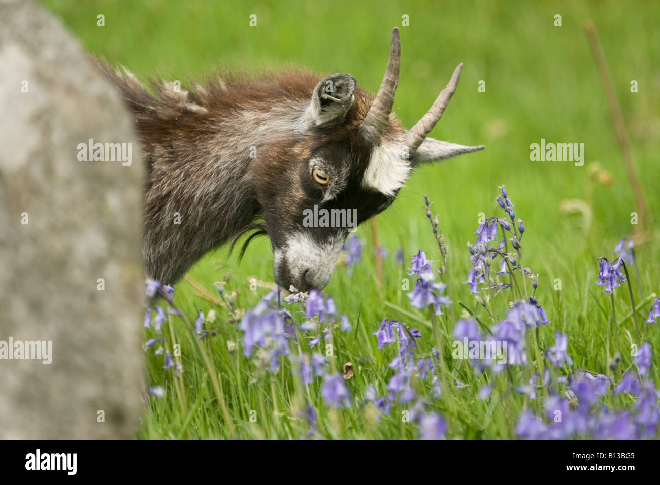 Wild feral goats playful kid eating spring bluebells in the Wild Goat ...