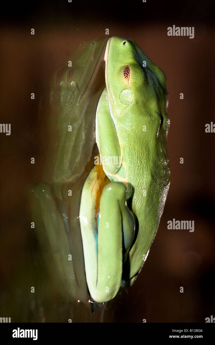 Red Eyed tree frog in Vivarium Stock Photo - Alamy