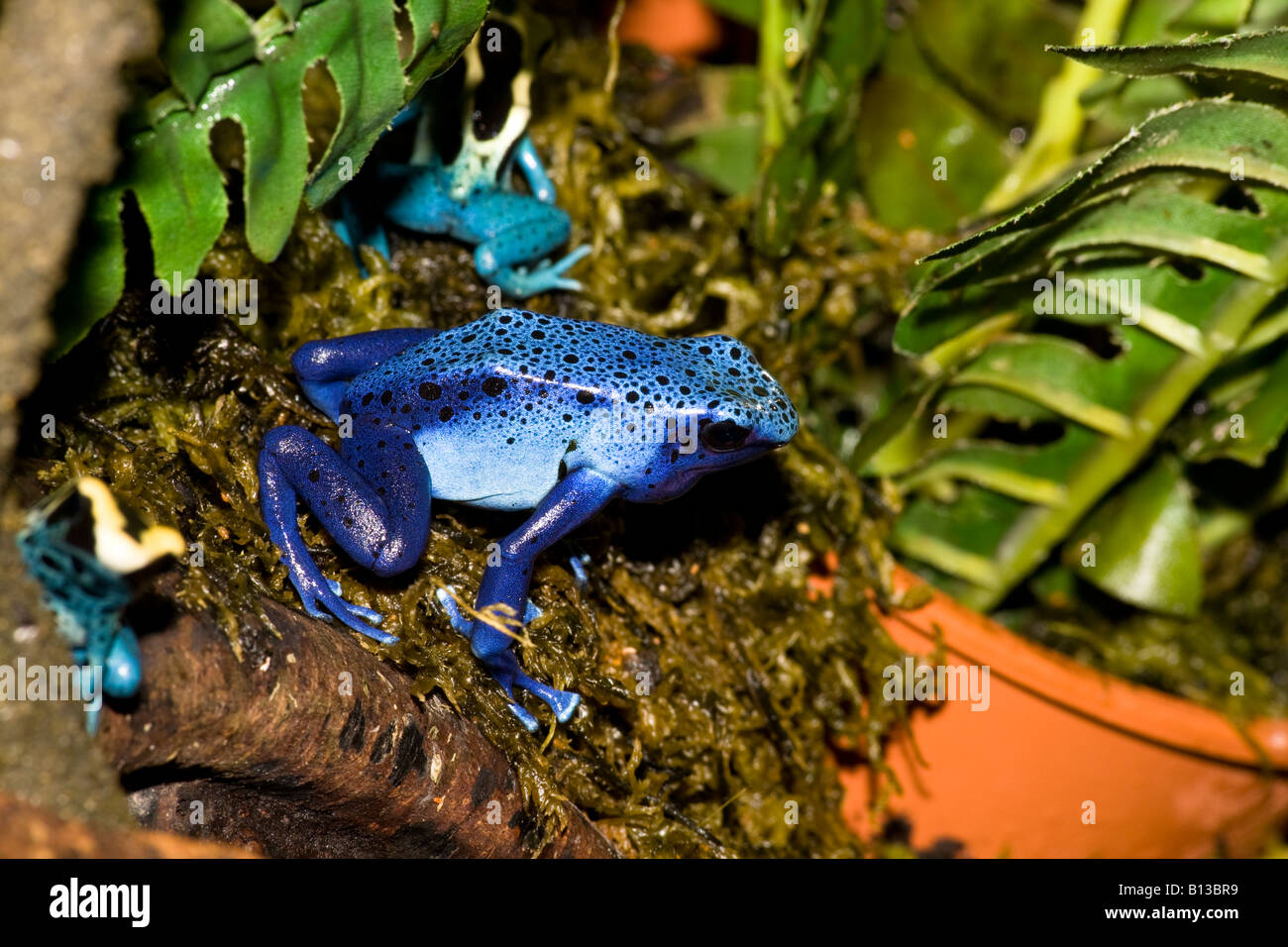 Blue Dyeing Dart frogs (Dendrobates tinctorius Stock Photo - Alamy