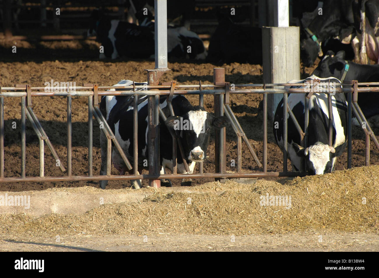 Israel Jezreel Valley Two Cows in a dairy farm Stock Photo - Alamy