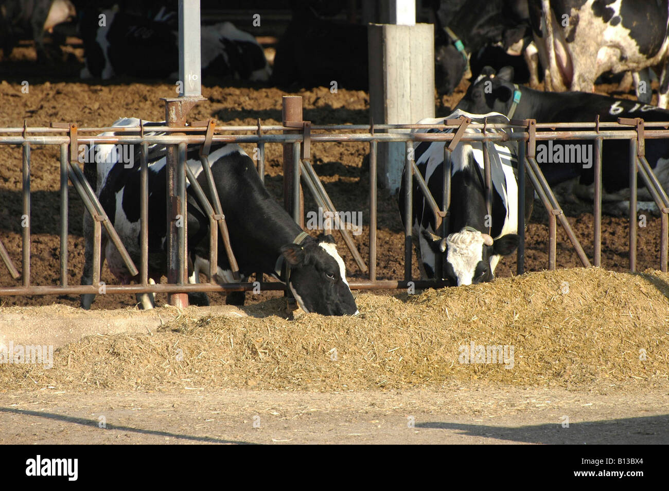 Israel Jezreel Valley Two Cows in a dairy farm Stock Photo - Alamy