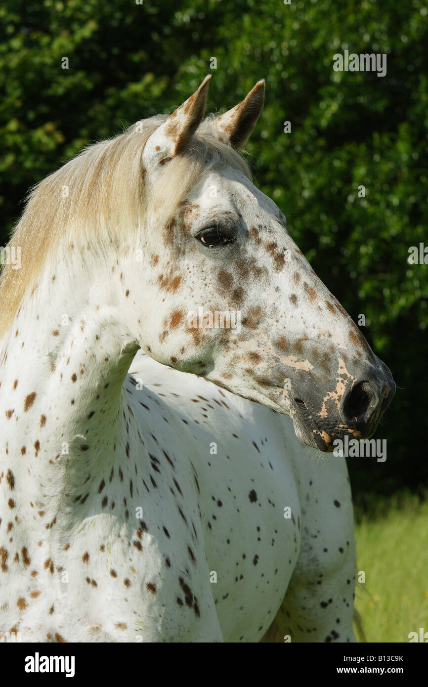 Knabstrupper - portrait Stock Photo - Alamy