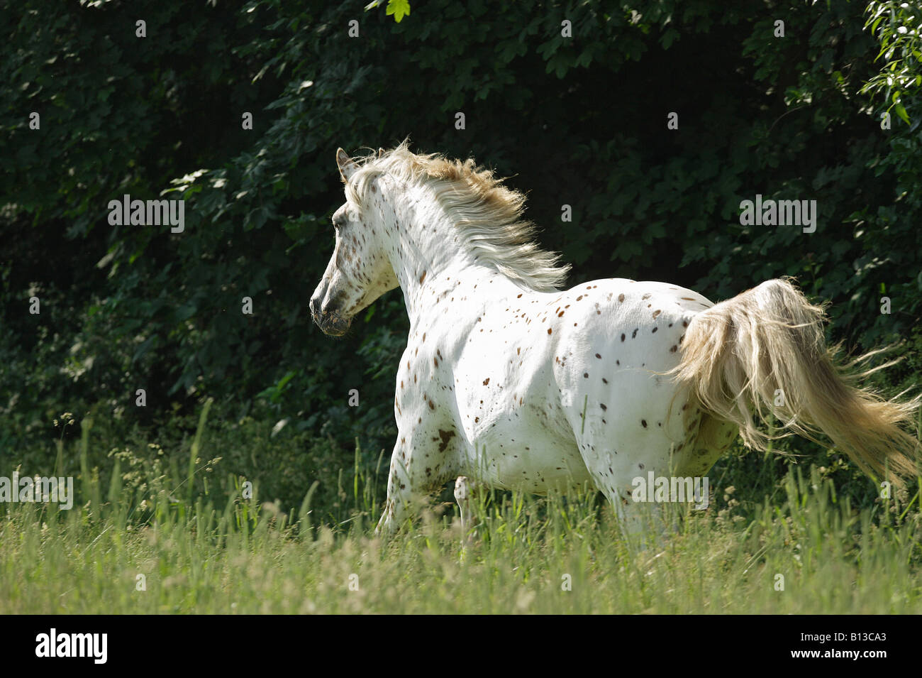 Knabstrupper - galloping on meadow Stock Photo - Alamy