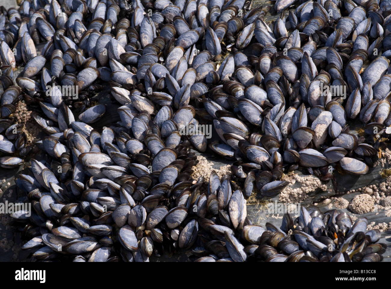 Common mussel, Mytilus edulis Stock Photo - Alamy