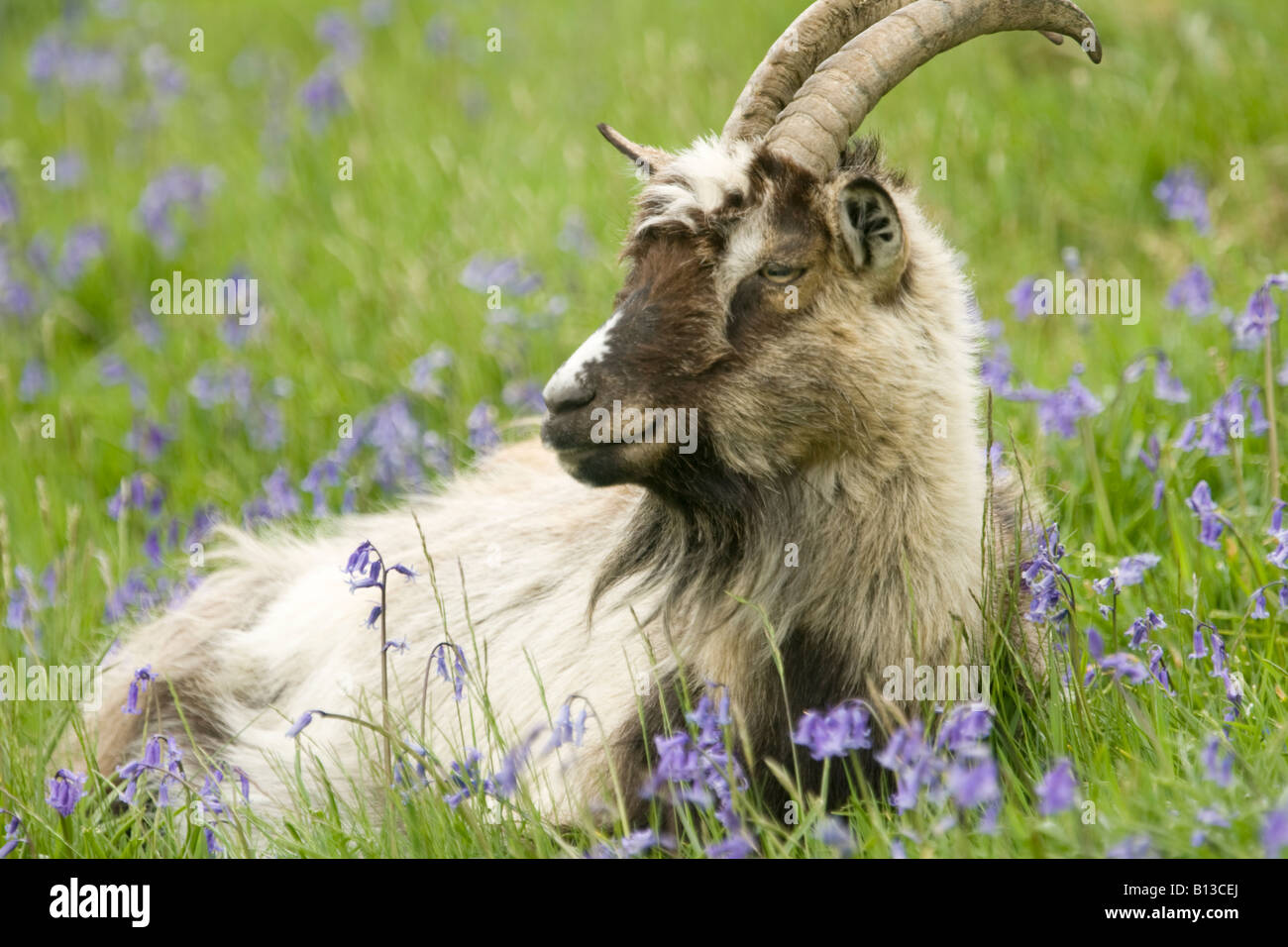 Wild feral goat male ram in the Wild Goat Park Galloway Forest Park ...