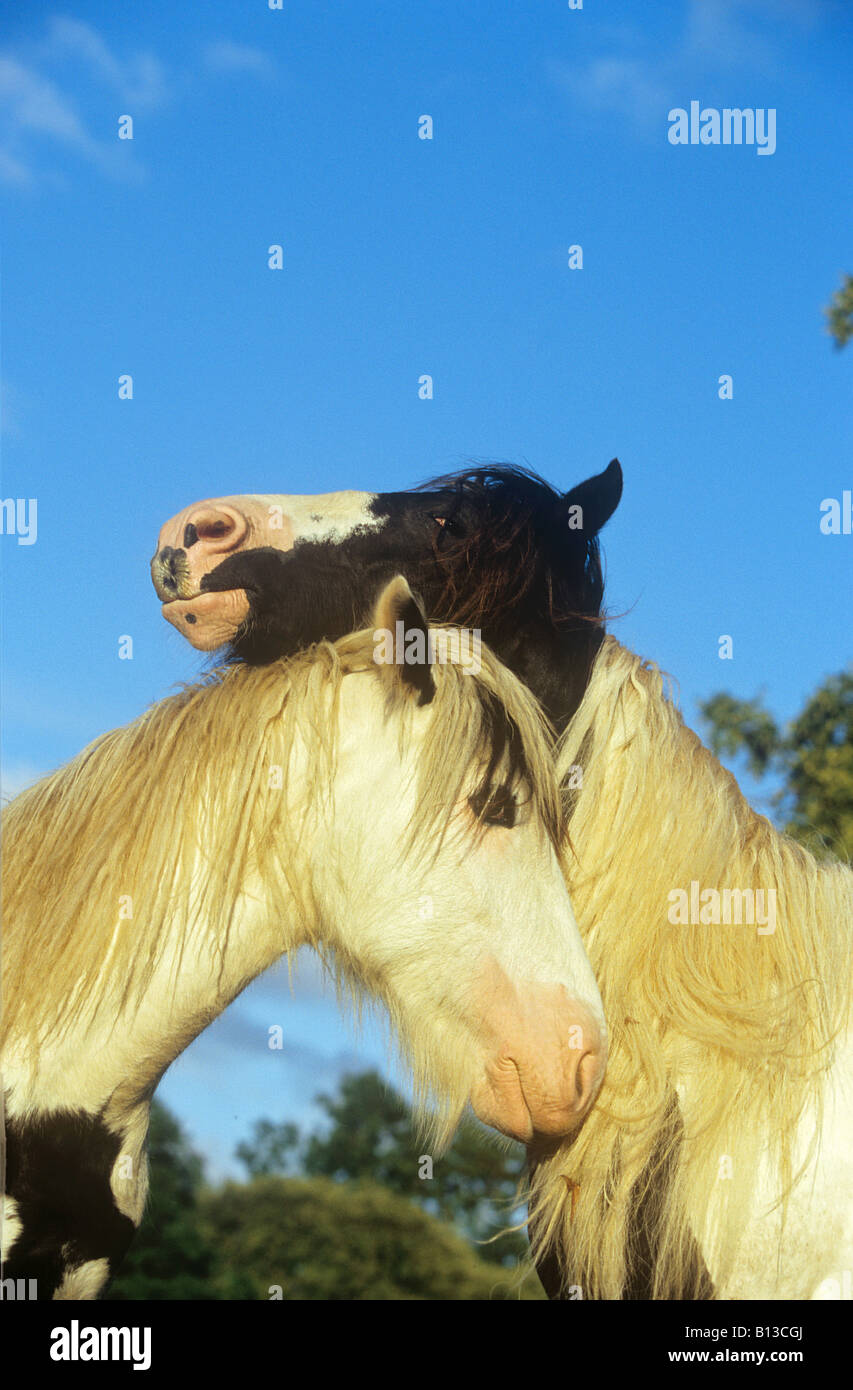 two tinker ponies - portrait Stock Photo - Alamy