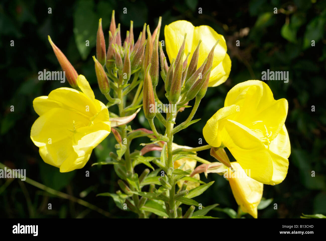 Close up of evening primrose flowers hi-res stock photography and ...