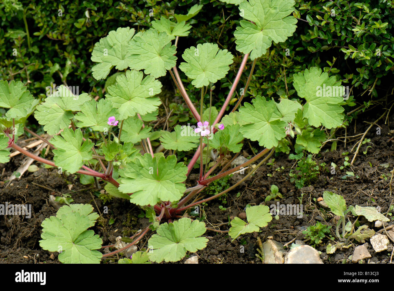 Wild Geranium Leaves
