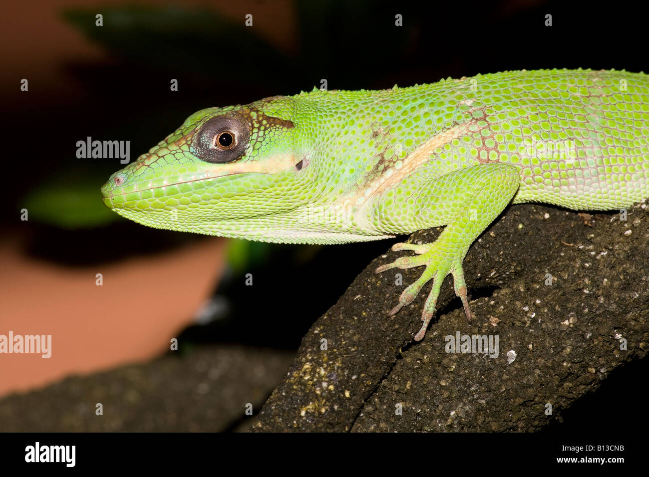 Knight Anole (Anolis equestris Stock Photo - Alamy
