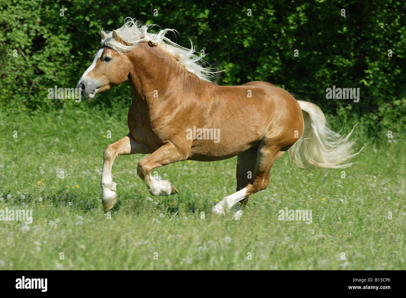 haflinger - galloping on meadow Stock Photo - Alamy
