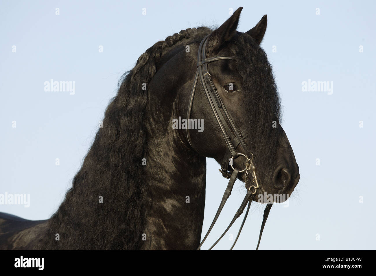 Friesian horse - portrait Stock Photo - Alamy
