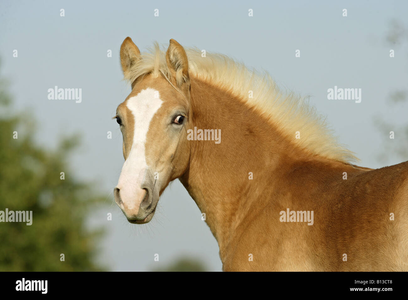 haflinger foal - portrait Stock Photo - Alamy