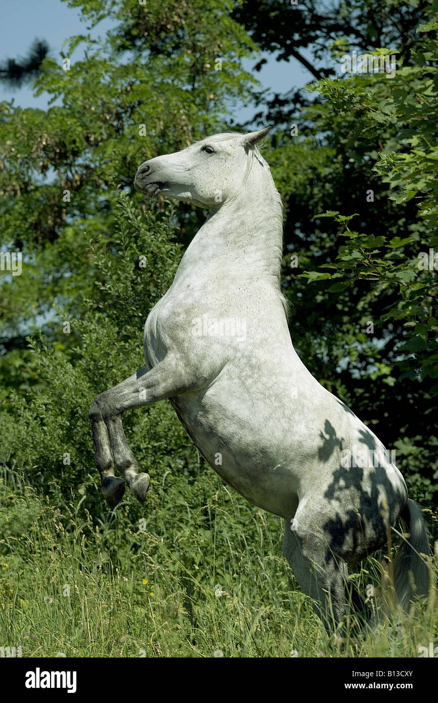 german riding pony - rearing Stock Photo - Alamy