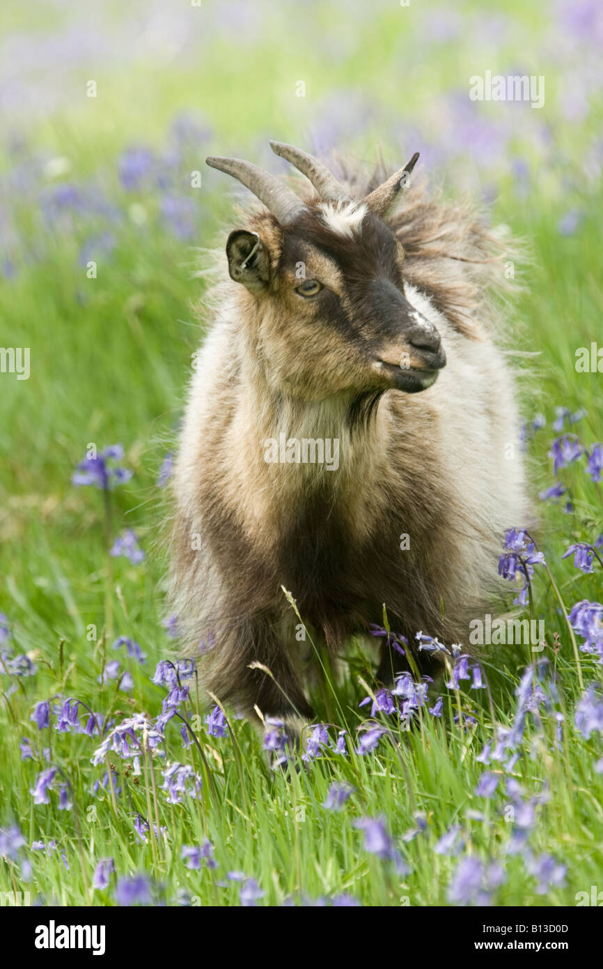 Wild feral goats eating spring bluebells in the wild goat park Galloway ...
