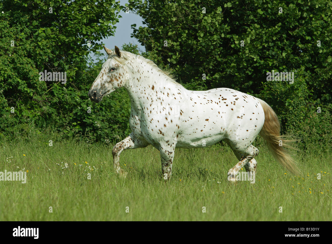 Knabstrupper - running on meadow Stock Photo - Alamy