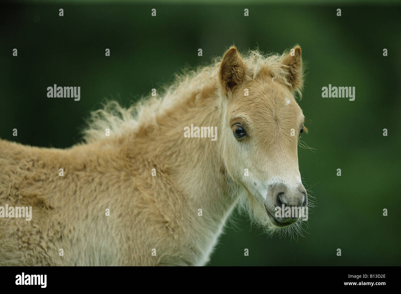 Falabellas hi-res stock photography and images - Alamy