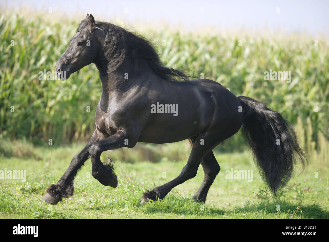 Friesian horse - galloping on meadow Stock Photo - Alamy