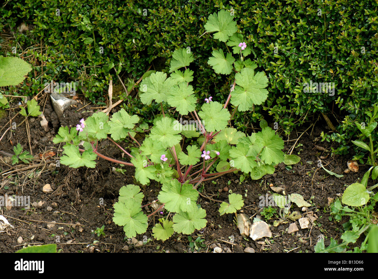 Round leaved cranesbill Geranium rotundifolium flowering plant Stock ...