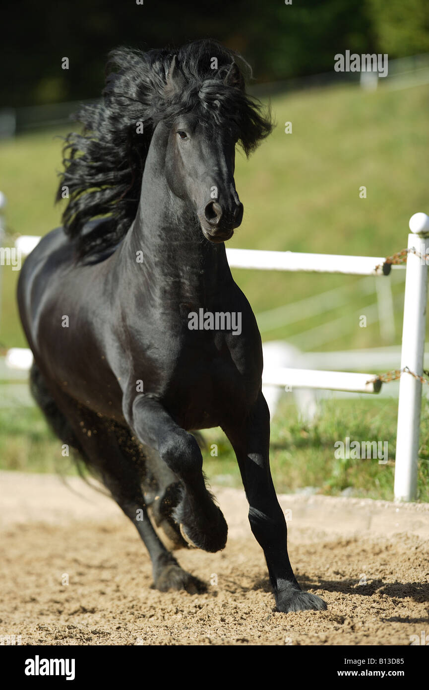 Friesian horse - galloping on paddock Stock Photo - Alamy