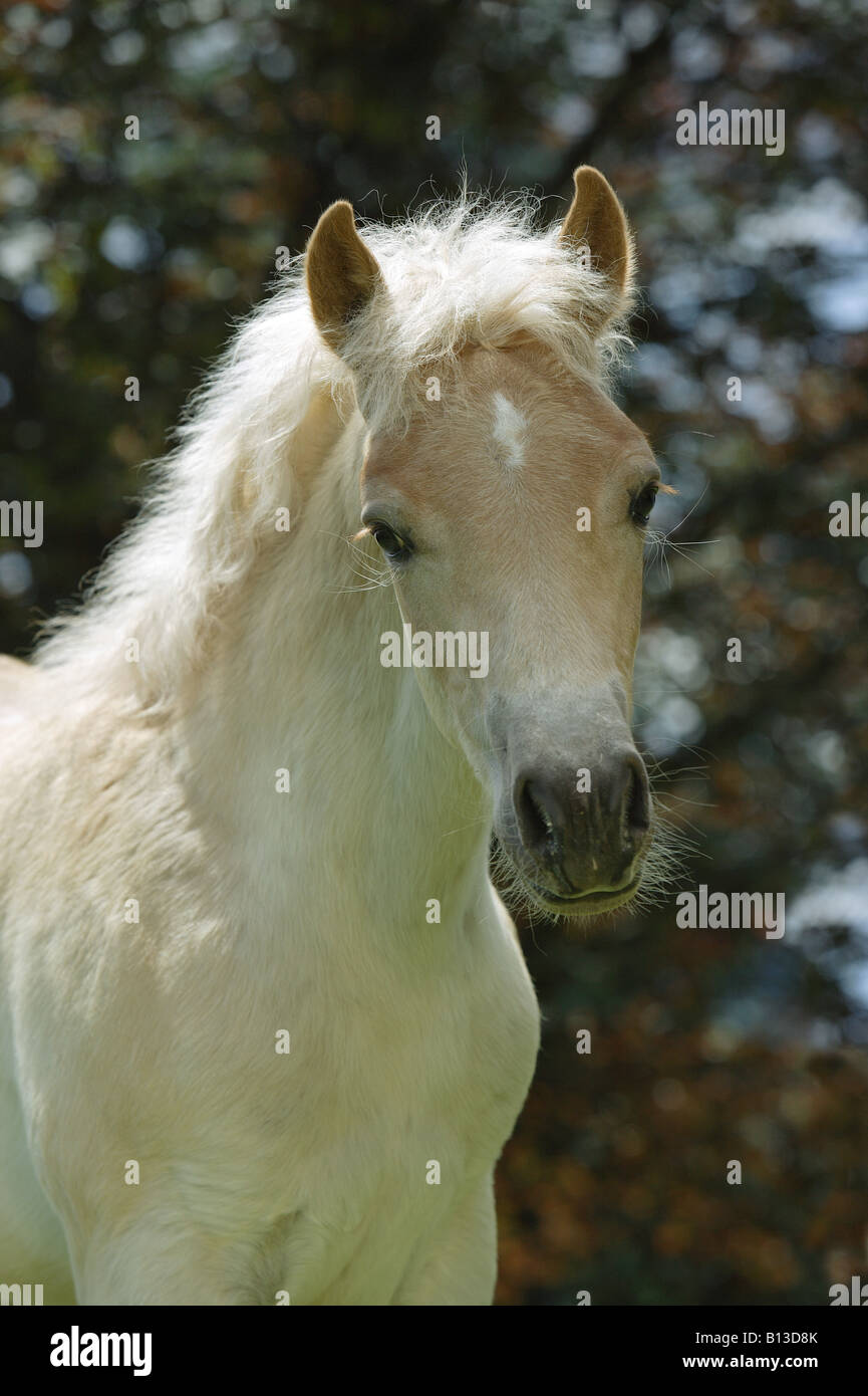 haflinger foal - portrait Stock Photo - Alamy