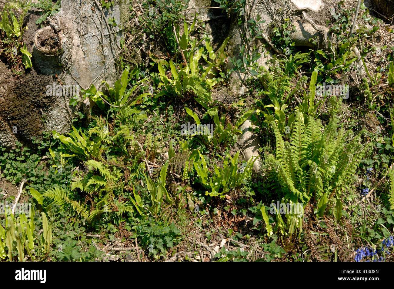 Devon bank hi-res stock photography and images - Alamy