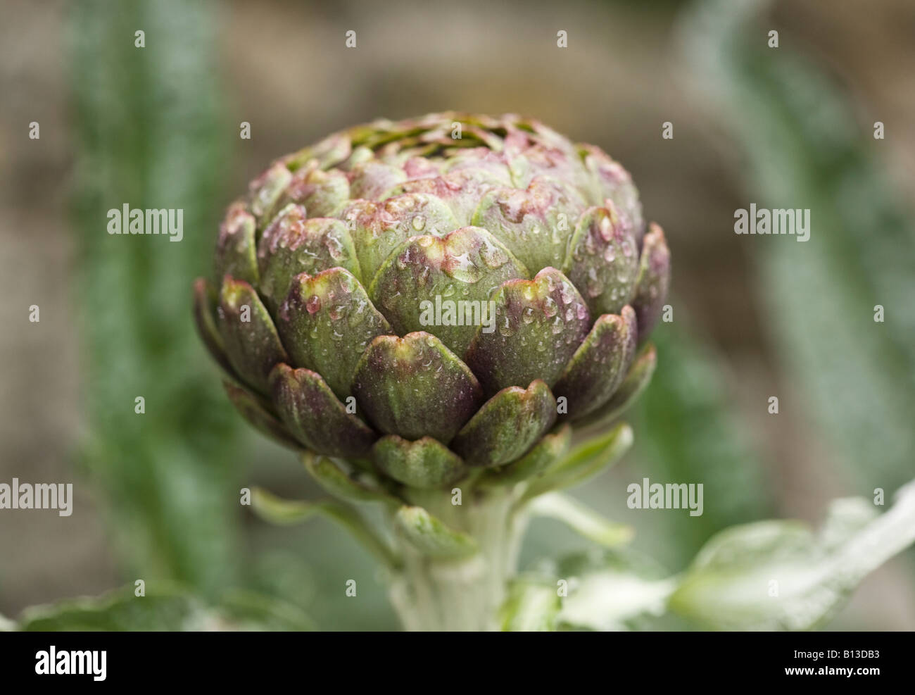 Globe artichoke growing in garden border Stock Photo - Alamy